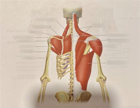 BACK MUSCLES Diagram Quizlet