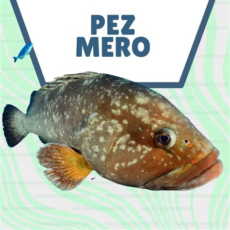 Oceanía Actor exposición cuales son las principales caracteristicas de