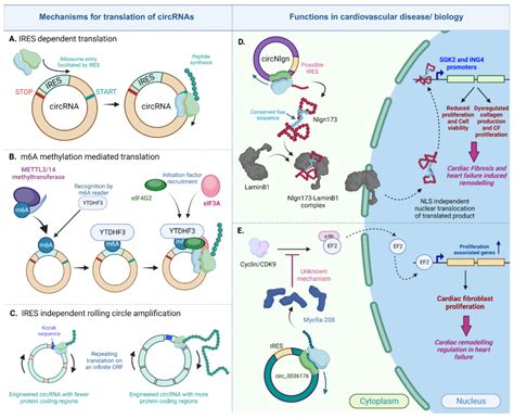 Cells Free Full Text Exploring The Multifaceted Biologically
