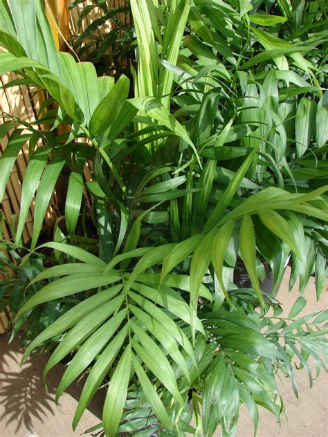 Plantas Purificadoras De Aire Descubre Cu Les Son Y M S