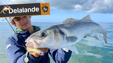 Pêche du Bar aux leurres souples Test des nouveautés Delalande pour