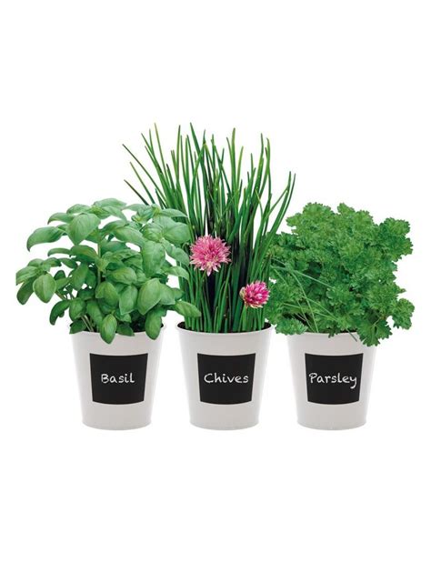 Best Herb Garden Kits To Plant Indoors Or Outdoors Cosy Home Blog