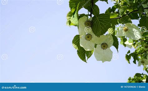 Rbol Del Involucrata De Davidia Con Las Flores Hermosas Incre Bles