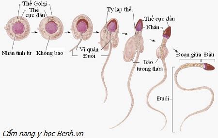 Các yếu tố ảnh hưởng đến sinh tinh và tinh trùng Benh vn