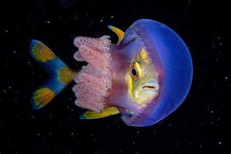 The Most Incredible Underwater Photos Ever Taken Reader S Digest