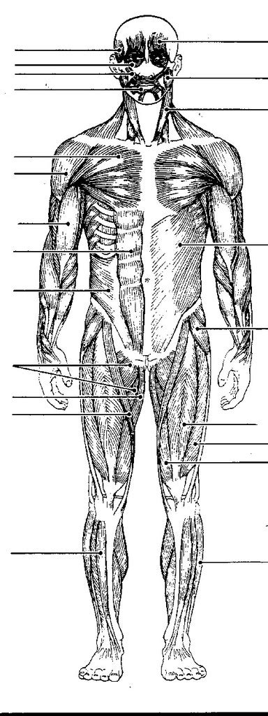 Muscular System Lab Diagram Quizlet
