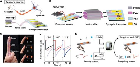 frontiers neuromorphic devices for bionic sensing and perception
