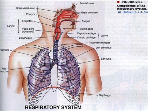 Gross Anatomy Of Lower Respiratory System