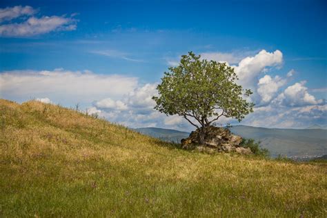 Fotos gratis paisaje árbol naturaleza césped horizonte desierto