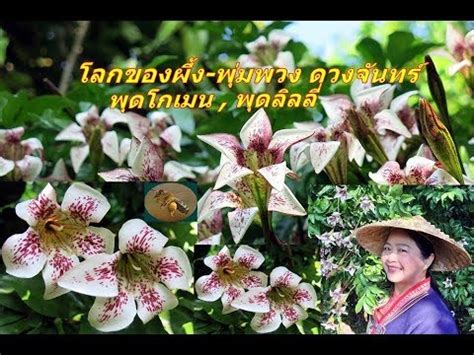 พดโกเมน สวยเหมอนลลล กลนหอมออนๆ ผงนอยชอบมาก โลกของผง พม