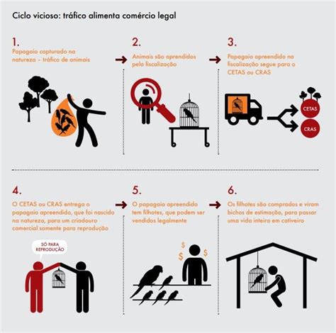 Embora ilegal comerciantes mantêm venda de animais em frente à