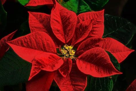 La Leggenda Della Stella Di Natale Phehinothatemiyeyelo Vento Nei