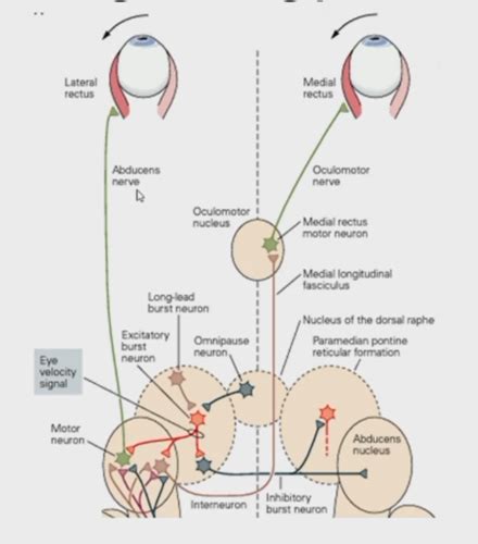 14 Oculomotor Movements Flashcards Quizlet