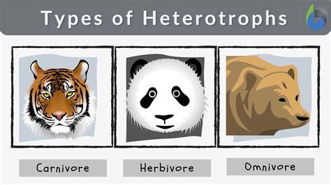 Trophic Level Definition And Examples Biology Online Dictionary