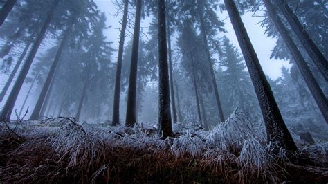 Fondos de pantalla 1920x1080 px bosque niebla naturaleza Árboles
