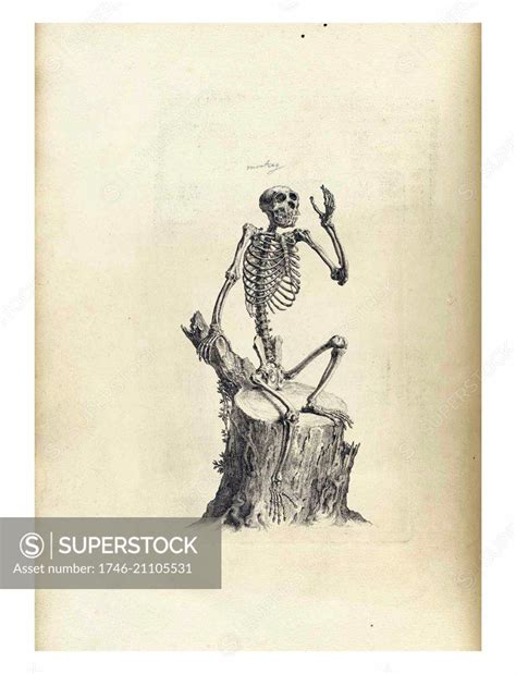 Anatomical Drawing Of A Monkey By William Cheselden In Osteographia Or