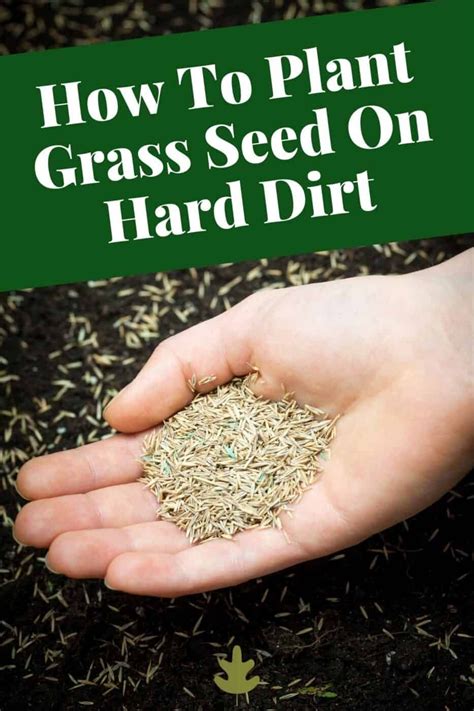How To Plant Grass Seed On Hard Dirt Growing Grass Planting