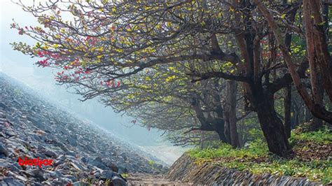 Pohon Ketapang Mengenal Pohon Multifungsi Dari Indonesia Biotifor