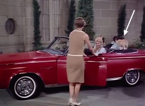 The Beverly Hillbillies The Army Game Cinema Cats