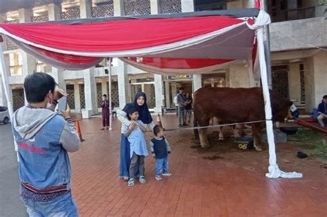 Sapi Kurban Jokowi Dan Ma Ruf Di Istiqlal Jadi Tempat Spot Foto