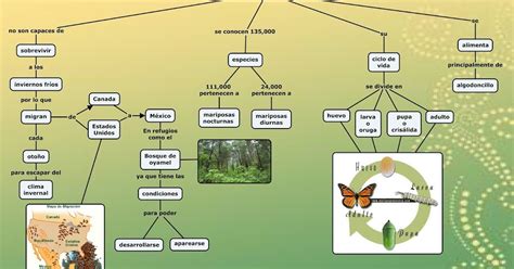 Biolog A Iv Mapa Conceptual De La Mariposa Monarca