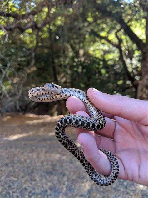 Gopher Snake Found Crawlin Today R Herpetology
