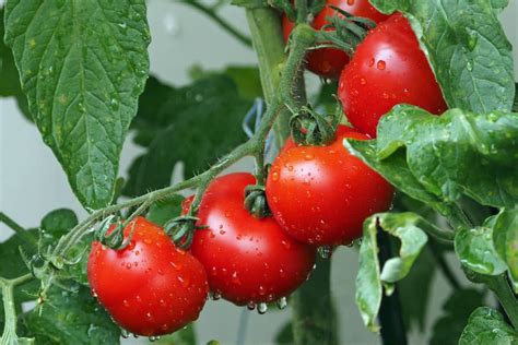 Como Plantar Tomate Cereja Em Vaso E Desfrutar De Snacks Saudáveis