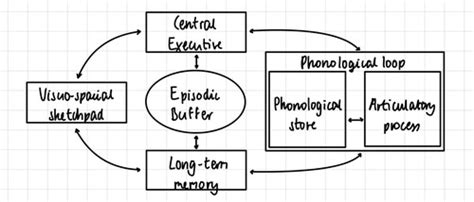 The Working Memory Model Flashcards Quizlet