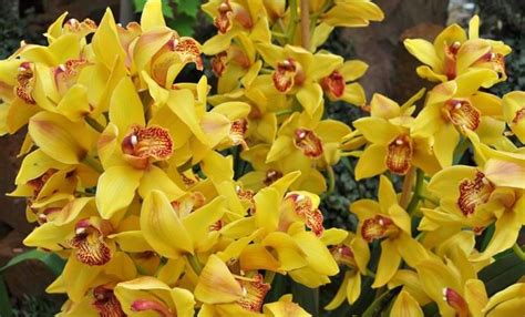 How Long Do Orchids Last Live To Bloom Orchid Resource Center