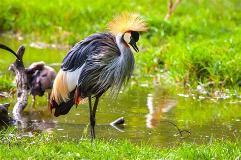 Rwanda Safaris Tour Places For Rwanda Safari Tour Holidays