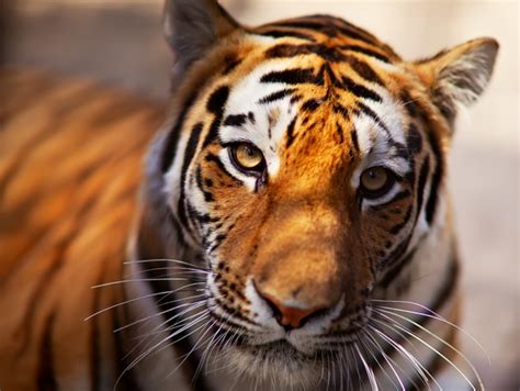 Animais em Extinção e Extintos Listas do Brasil e do Mundo