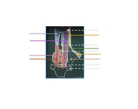 Diagramme de CAD 2 Tête et cou muscles de la face antérieure du cou