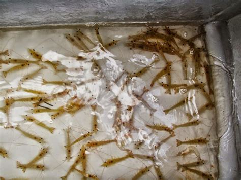 WARTA PANCING Cara Membuat Umpan Udang Hidup Bertahan Lama