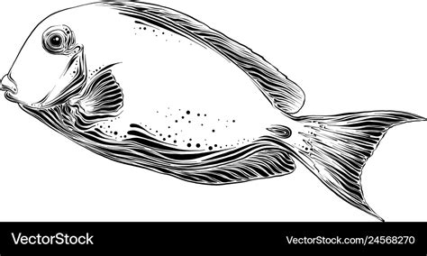 Hand Gezeichnete Skizze Von Fisch In Schwarzer Farbe Isoliert