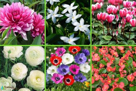 50 Tipos De Flores Y Su Significado Clases Nombres Y Fotos