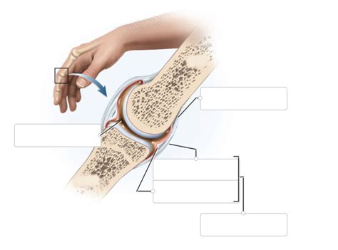 Picture A P Lecture Exam Diagram Quizlet