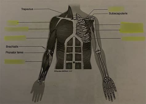 Upper Body Muscles Anterior View Diagram Quizlet