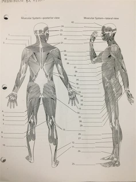 Muscular System Posterior And Lateral View Diagram Quizlet