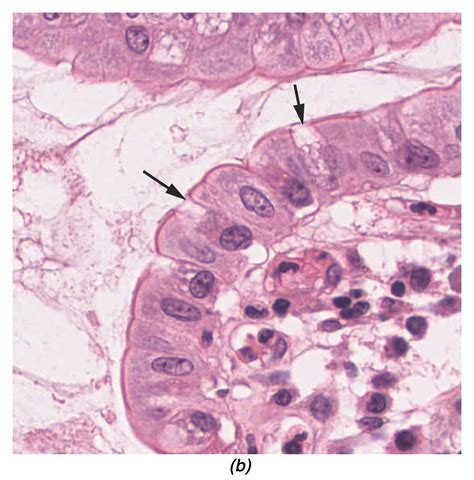 4 2 Epithelial Tissue Anatomy Physiology