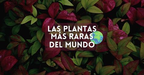 LAS PLANTAS más RARAS del MUNDO TOP