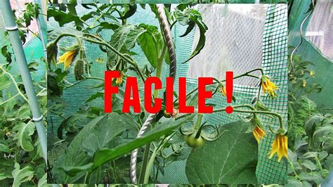 COMMENT TAILLER UN PIED DE TOMATE YouTube