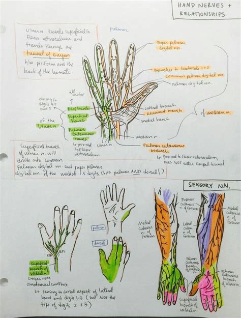Hand Nerves MEDizzy
