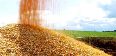 Produção de grãos na safra 2023 2024 é estimada em 297 54 milhões de