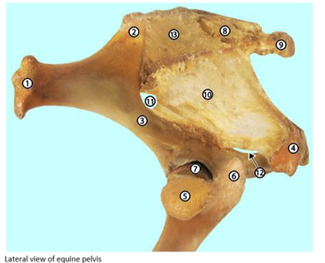 Ungulate Hindlimb Spot Flashcards Quizlet