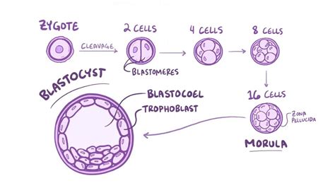 Zygote Stage