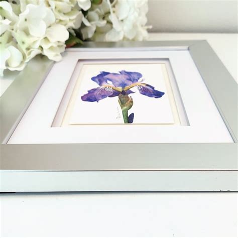 Purple Iris Watercolor Painting Diana Ranstrom Art