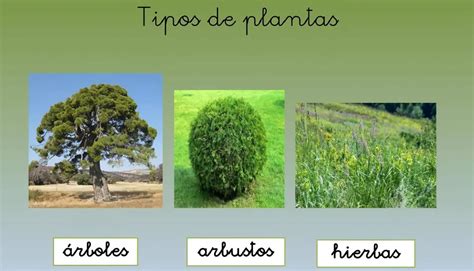 Serie Hütte Schrein clasificacion de las plantas Schelten ganz zu