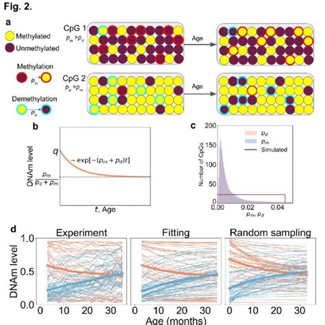 stochastic single cell model for modeling bulk dnam dynamics a sketch download scientific