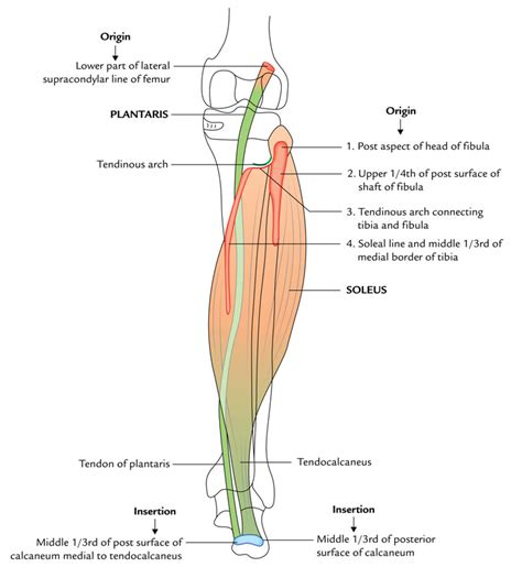 Soleus