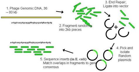 dna sequencing